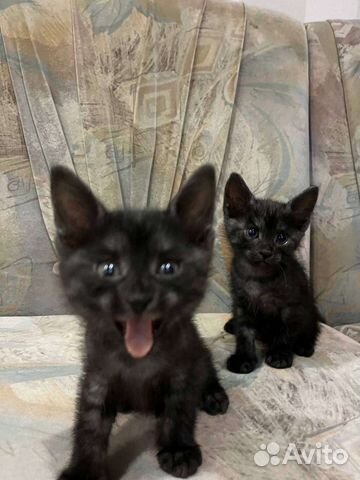 Кошка в дар бесплатно