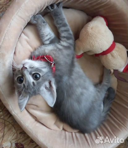 Малышка ищет дом