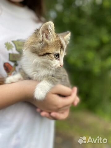 Котята бесплатно