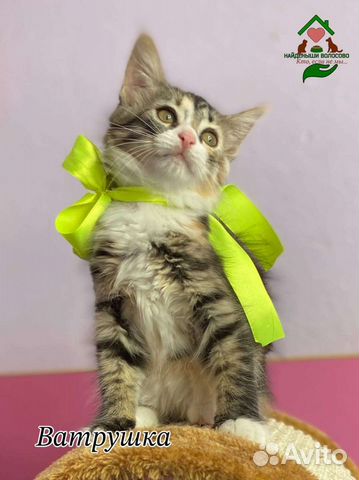 Котята Вареник и Ватрушка