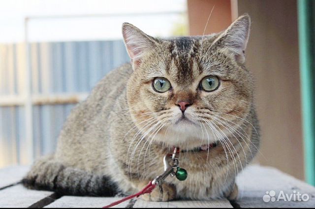 Мальчик на коротких лапках