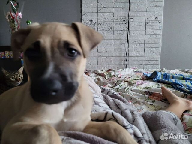 Собаки бесплатно в добрые руки щенки