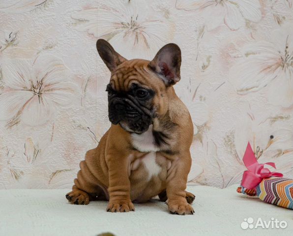 Настоящая француженка