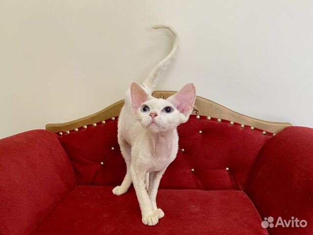 Девон рекс белая голубоглазая Лилия