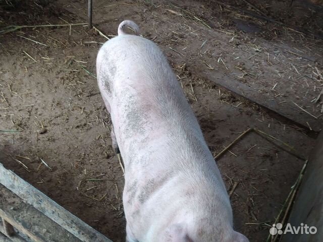 Хряк на племя