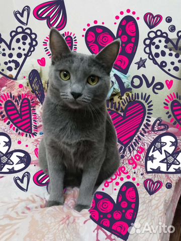 Шеба ищет доброе сердце