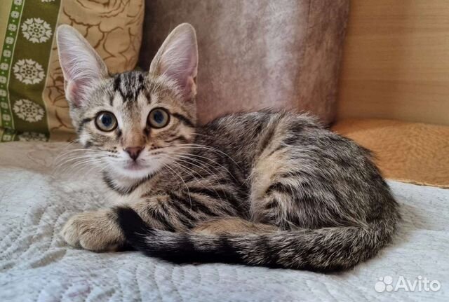 Красивые котята полосатики в дар