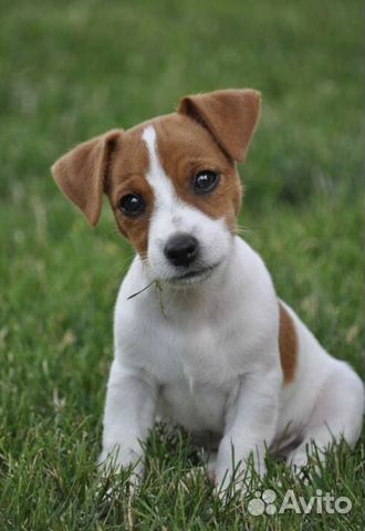 Приму в дар щенка Джек Рассел терьера