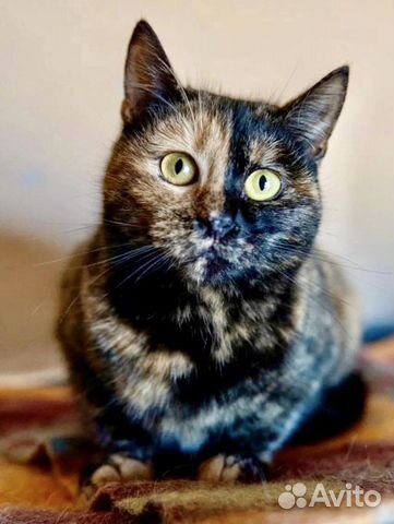 Кошка с уникальным окрасом ищет дом