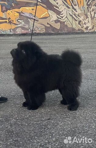 Щенки чау чау