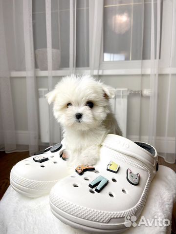 Мини мальчик мальтезе