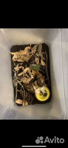 Улитки ахатины с контейнером