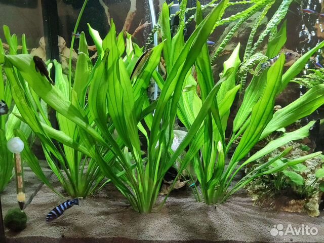 Аквариумное растение
