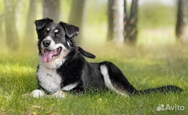Собаке плохо в приюте