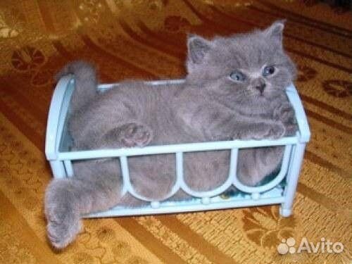 Британские плюшевые Ласкуша и Ларик