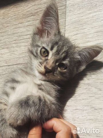 Котёнок
