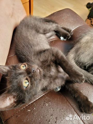 Котенок девочка черная 1.5 месяца