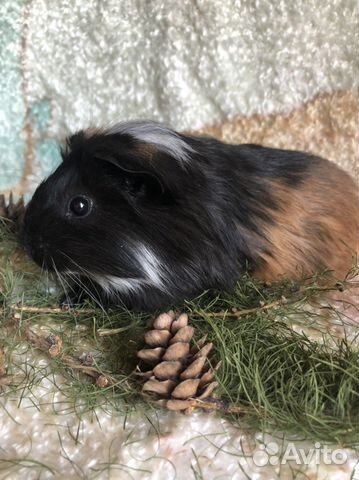 Морская свинка.1.5 мес.Девочка