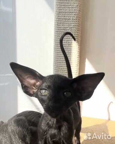 Ориентальные котята экстрим и современный тип