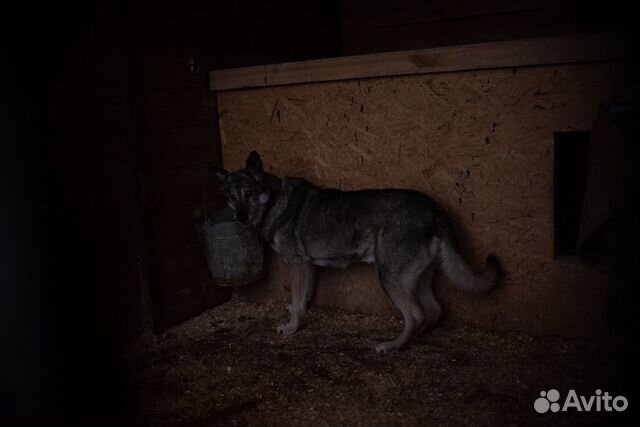 Пес в приюте