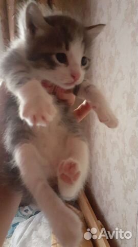 Котята метисы