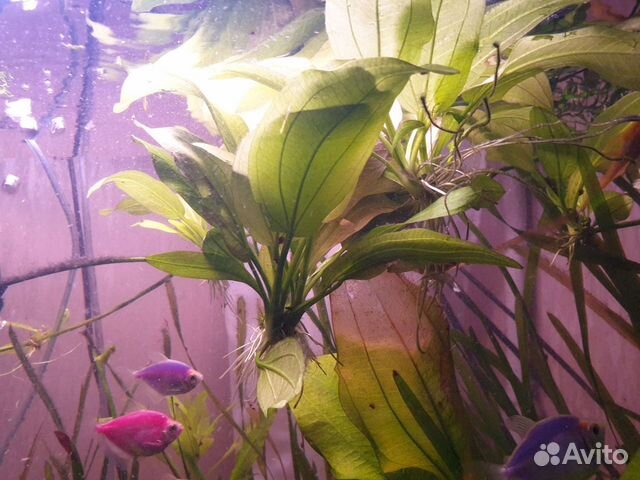 Эхинодорус Echinodorus