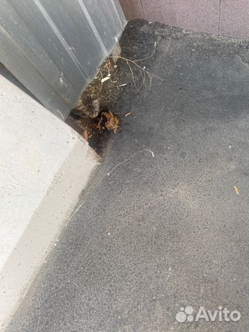 Отдам котенка в хорошие руки бесплатно