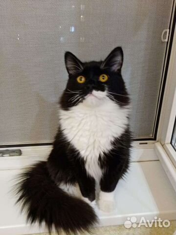Котенок 4мес лесной норвежский Маркиз привит