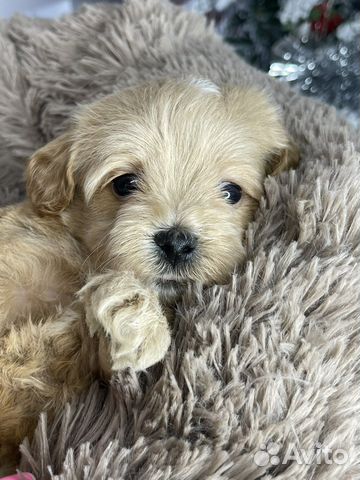 Мальтипу мальчик