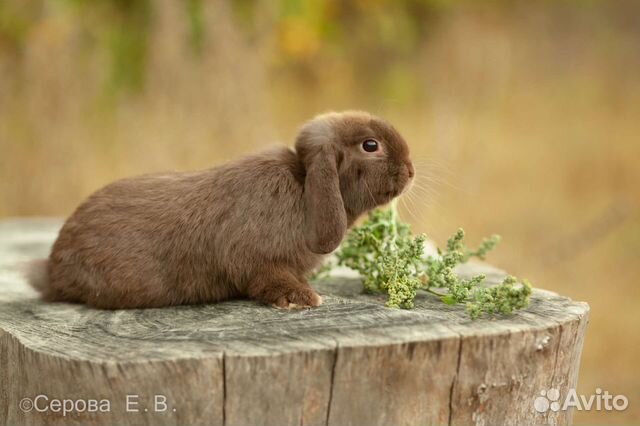 Шоколадный карликовый вислоухий кролик