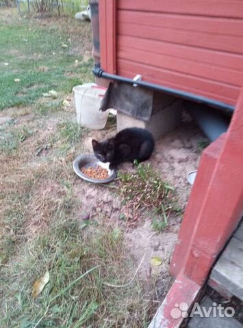 Котенок