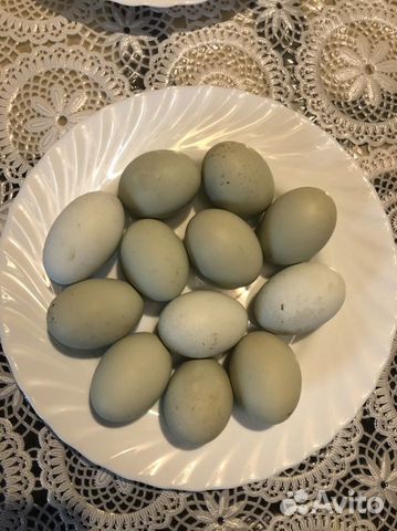 Инкубационное яйц Амераукана