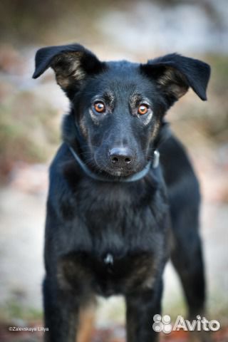 Россия, метис овчарки, 7 лет
