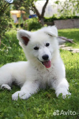 Щенок Белой Швейцарской Овчарки