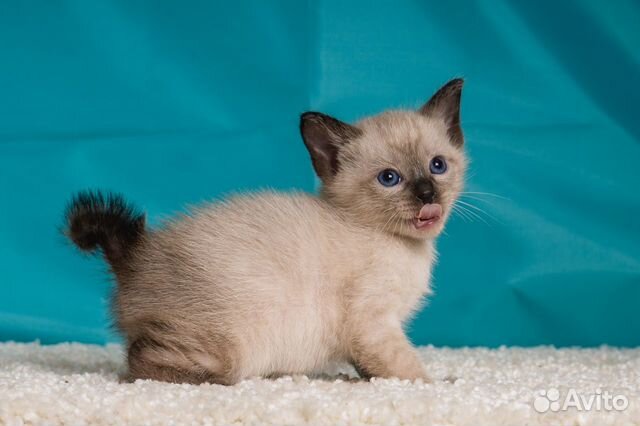 Тойбоб котик и кошечка