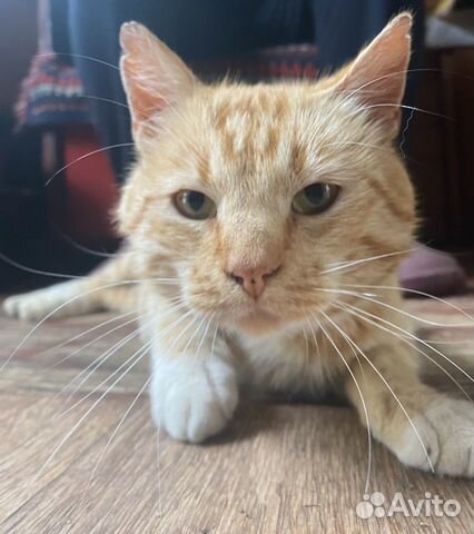 Котомальчик в добрые руки
