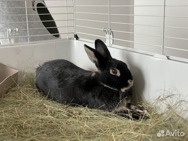 Кролик мужчина для вязки