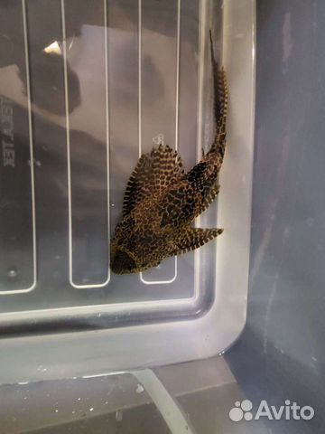 Парчовый сом 20см