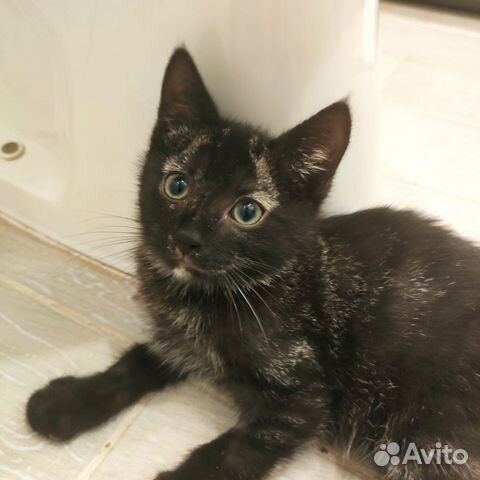 Котенок Сэмик