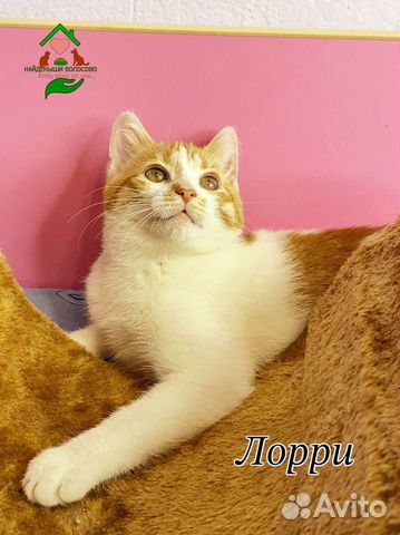 Кошка котенок рыжее счастье