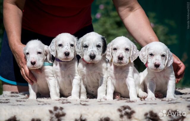 Щенки английского сеттера