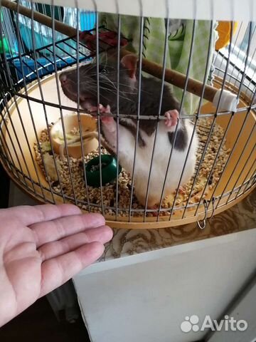 Декоративная крыса