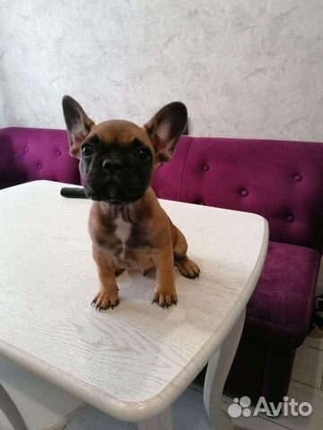 Французский бульдог щенки