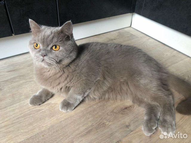 Британский кот