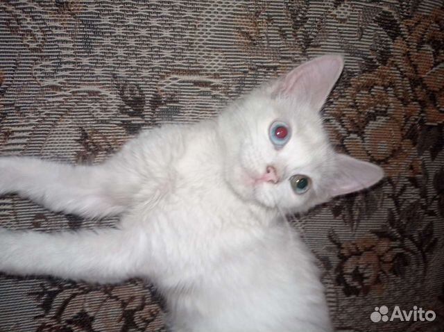 Кошечка 3 месяца, разные глаза