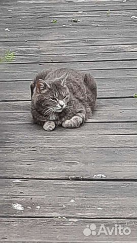 Две кошки ищут хозяина