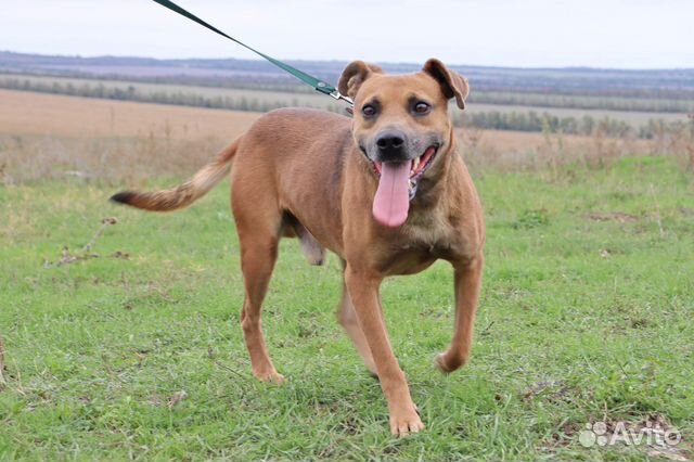 Тобик ищет дом