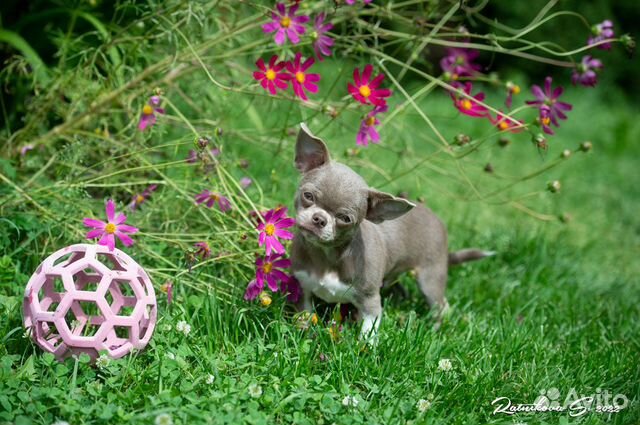 Щенки чихуахуа