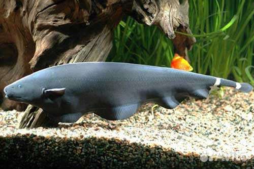 Черный нож рыба (аптеронотус белокаймовый)