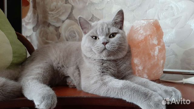 Вязка британский котик